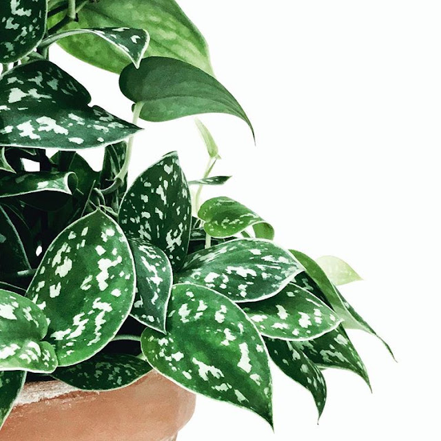 EPIPREMNUM, SCINDAPSUS, SCANDENS RÓŻNICE | Roślinny Gang