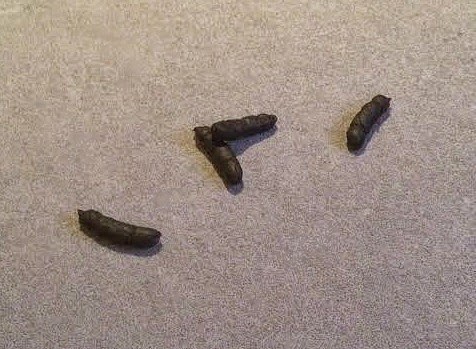 The Creamer Chronicles: Poop Happens!