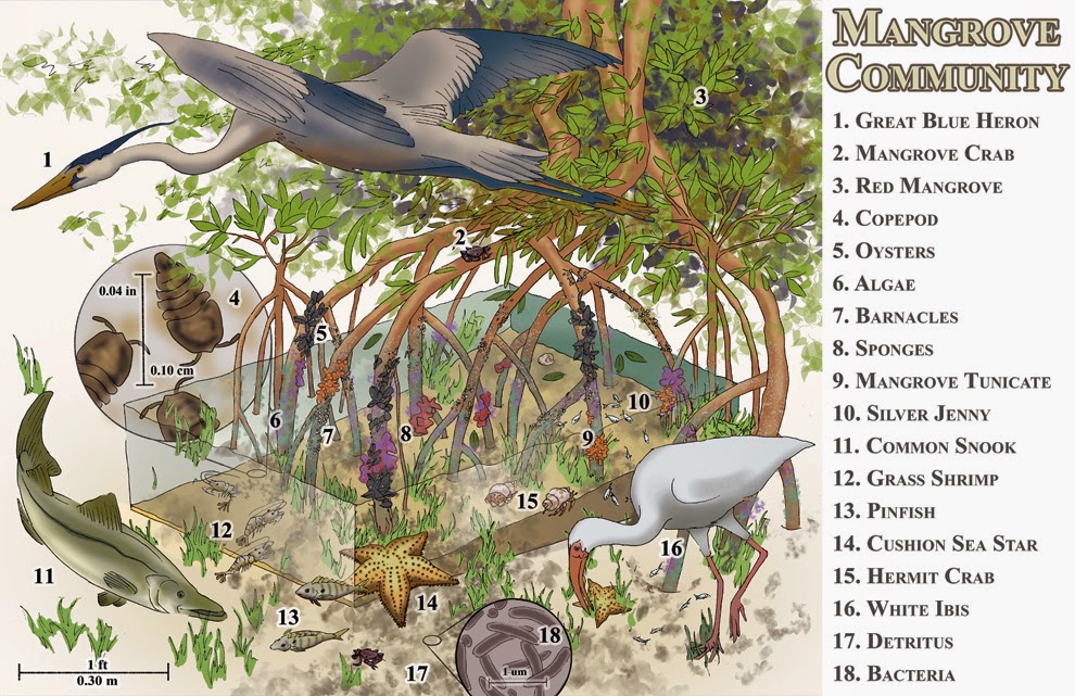 Serenity Valley Academy Browncoats: Science/Oceanography: Mangroves