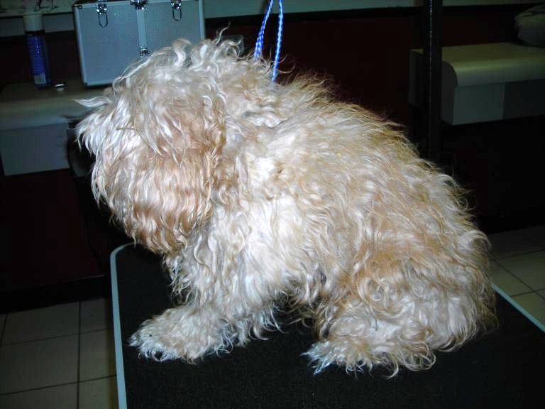 Dogs Info: Female Mutt