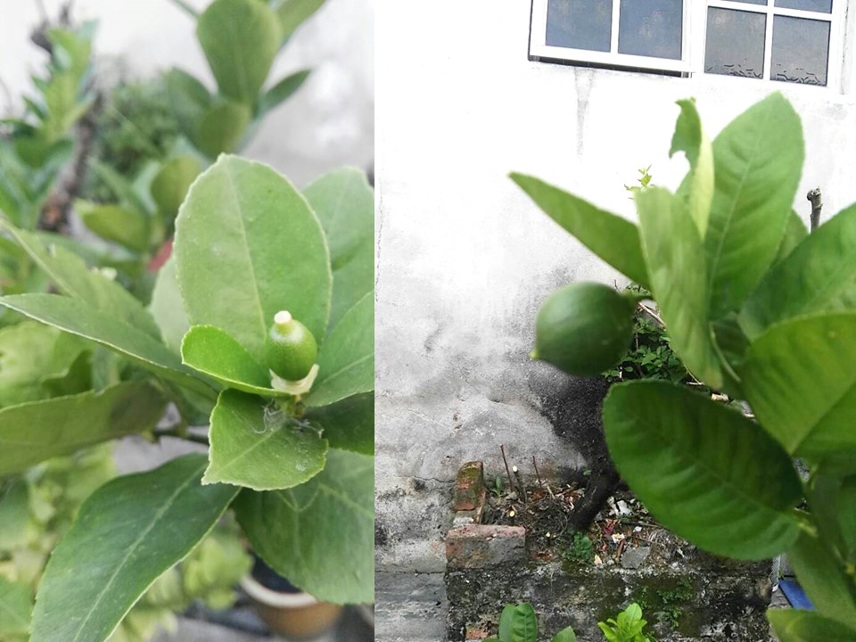 Kebun Bahagia Bersama: Container Garden Rakan KBB: Lemon Tahiti