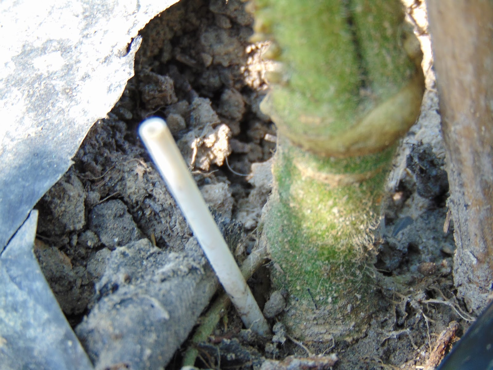 Trei mândre - Grădina Mirelei