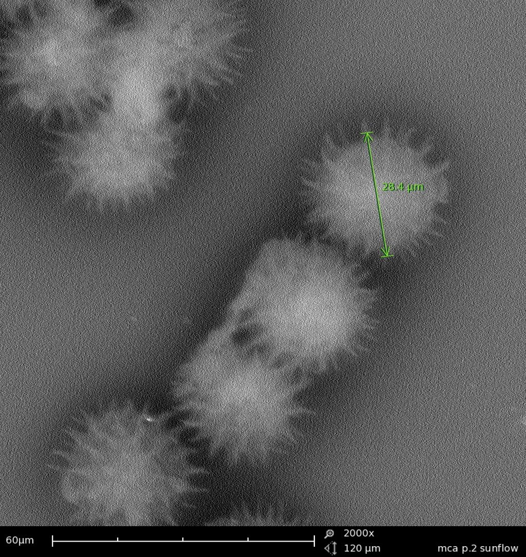 Composite pollen project: Sunflower SEM