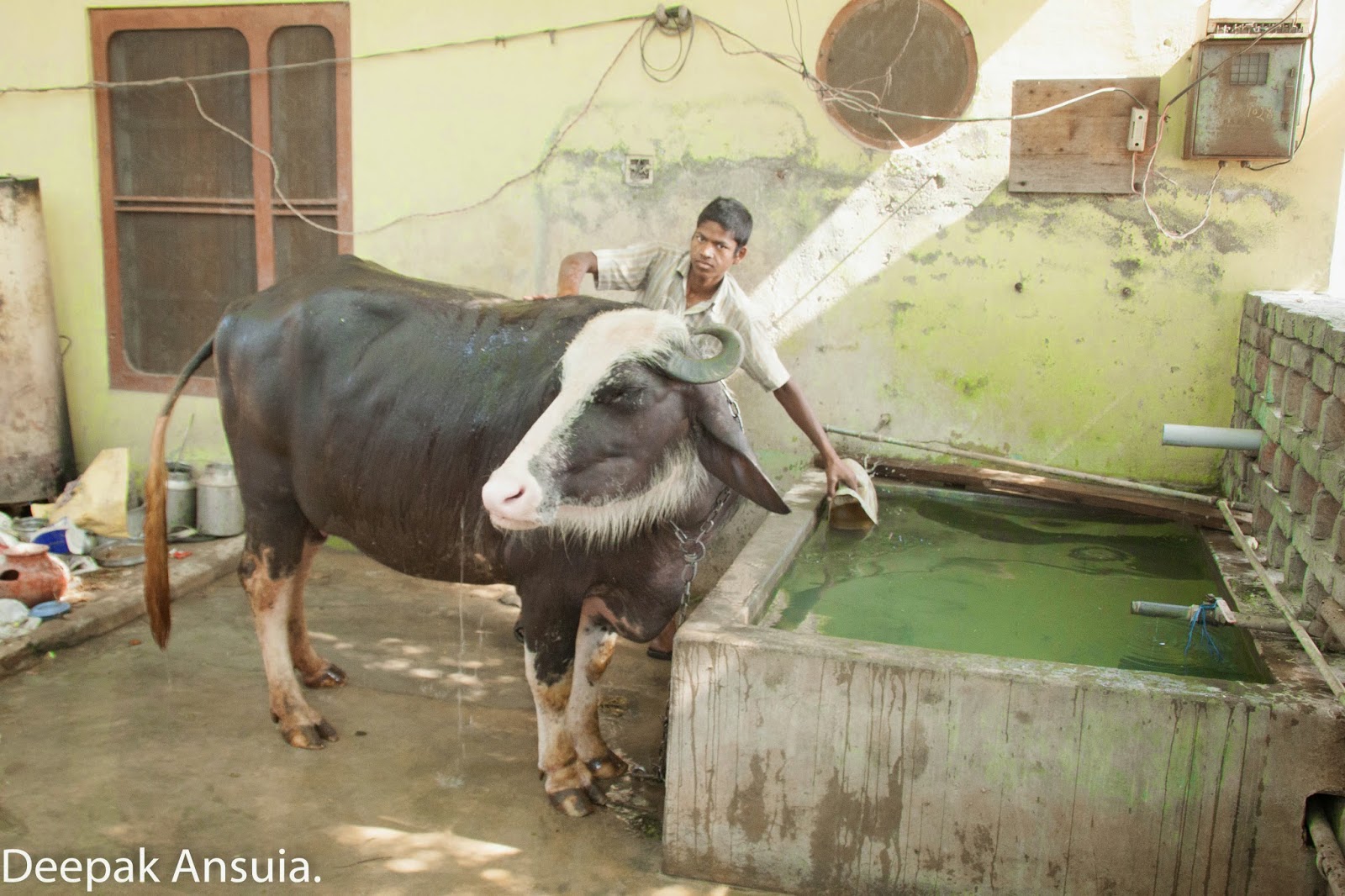 KUSHTI कुश्ती - Traditional Indian Wrestling: ON THE KUSHTI TRAIL IN ...