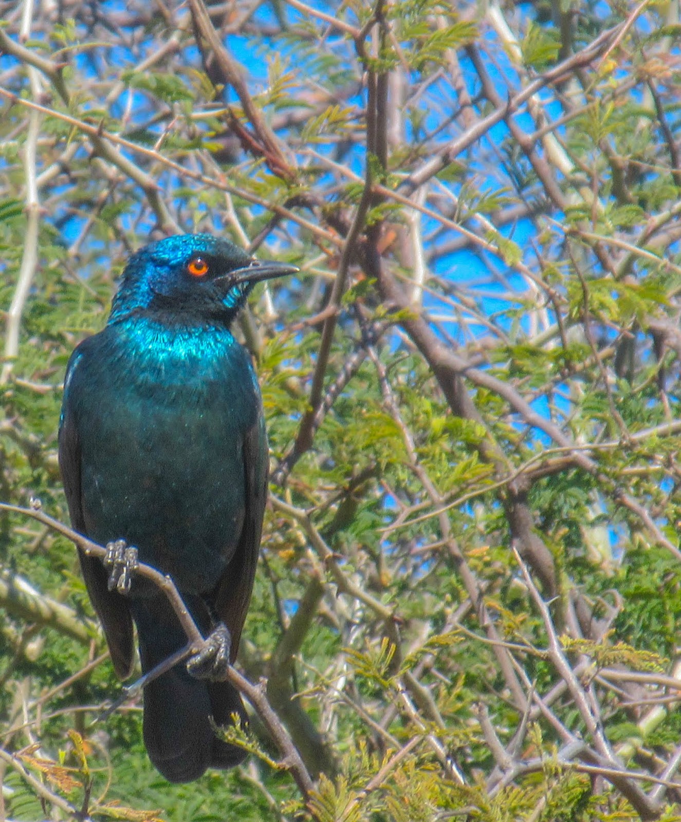 Cannundrums: Cape Glossy Starling
