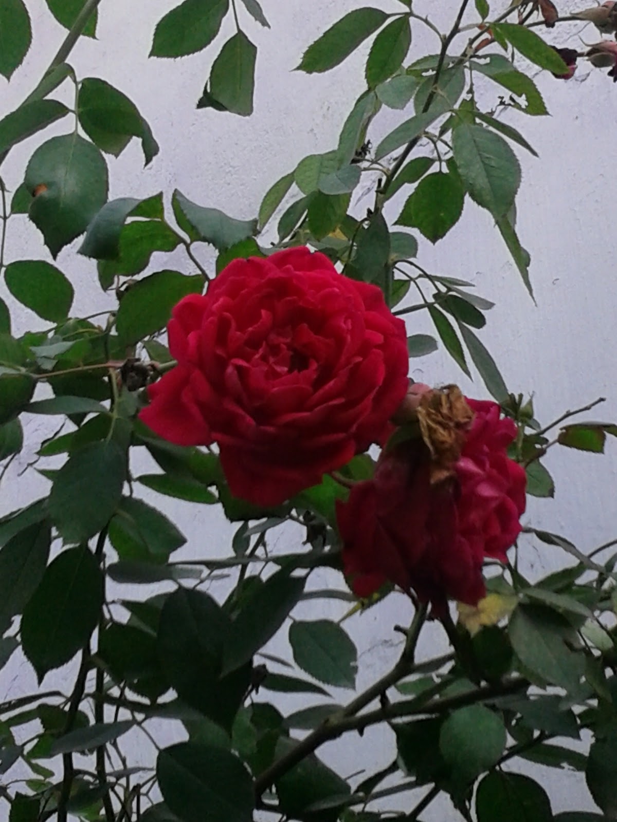 نازکی اس کے لب کیکیا کہیے