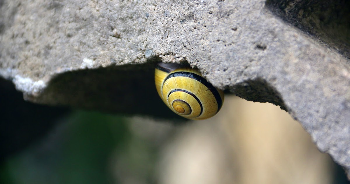 El blog de Hayawata: Caracol amarillo