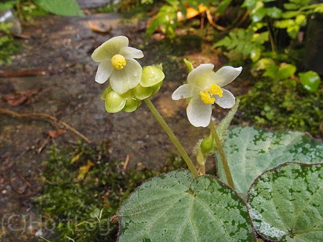 Hort Log: Some Southern Thailand Begonias