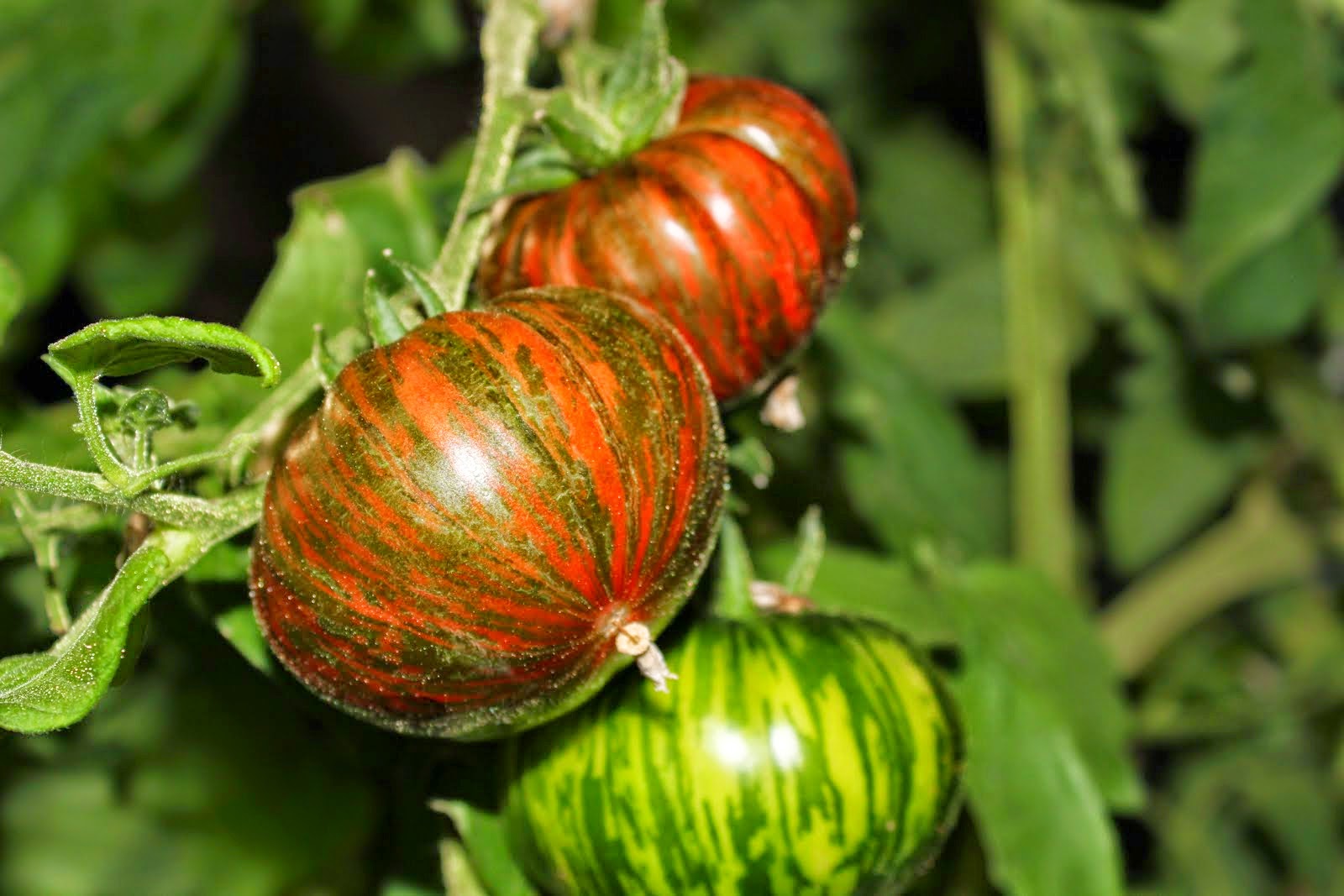 Tarım Siteniz: Çikolata domates (chocolate stripes tomatoes)