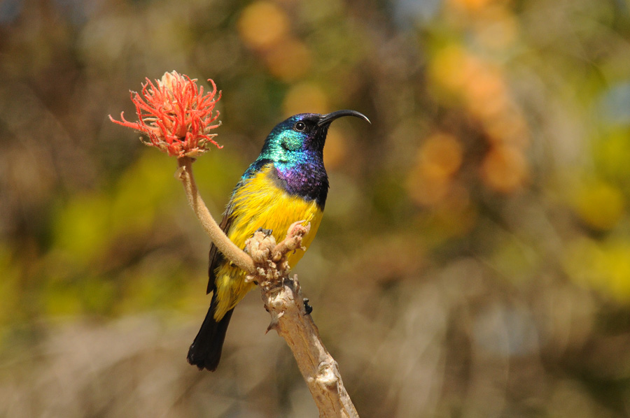 Birding and Bird Ringing in Zimbabwe: Highlights of the Past Week