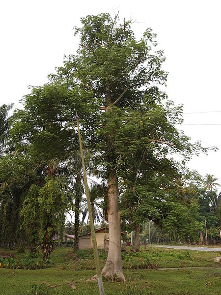 TILAM DAN BANTAL DARI BUAH KEKABU 100% ORIGINAL ASLI MALAYSIA ...