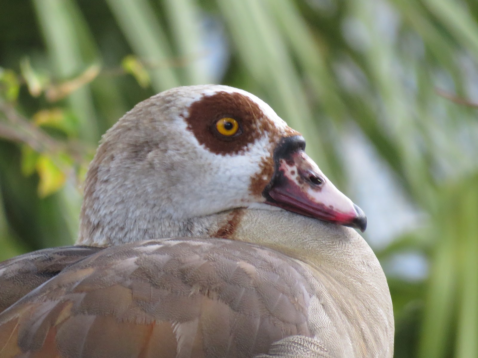 Bird & Travel Photos, Birding Sites, Bird Information: EGYPTIAN GOOSE ...