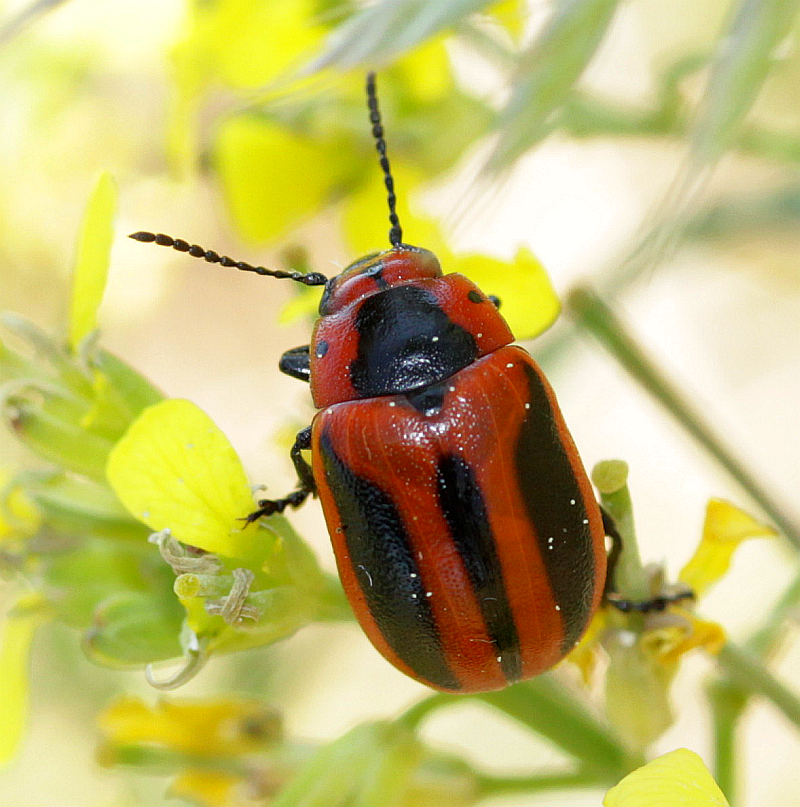 Naturwunder ...: Roter Rapsblattkäfer Entomoscelis adonidis