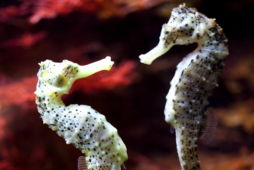 Curiosos: Los caballitos de mar mueren de amor Curiosos: Los caballitos de mar mueren de amor