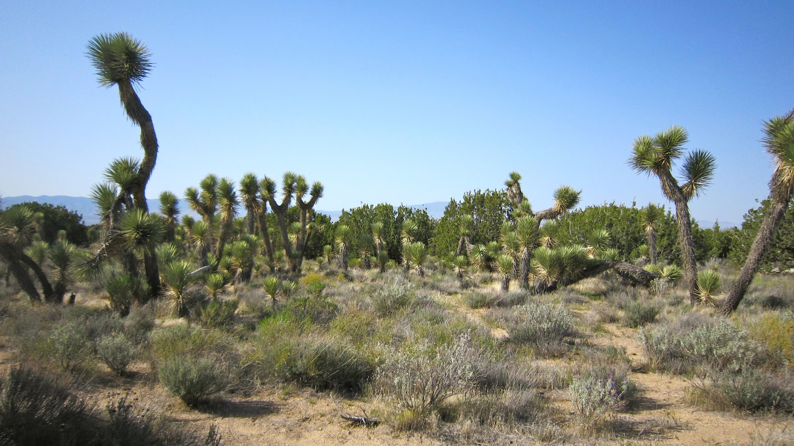 A Minute in the Life of Maria: Lancaster, CA: Ripley Desert Woodland ...