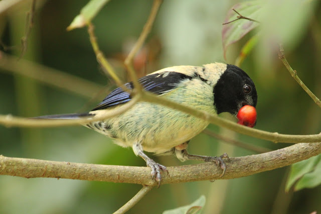 Nuestro bello mundo...: TANGARAS,FOTOS TOMADAS EN FEBRERO 2012 EN LOS ...