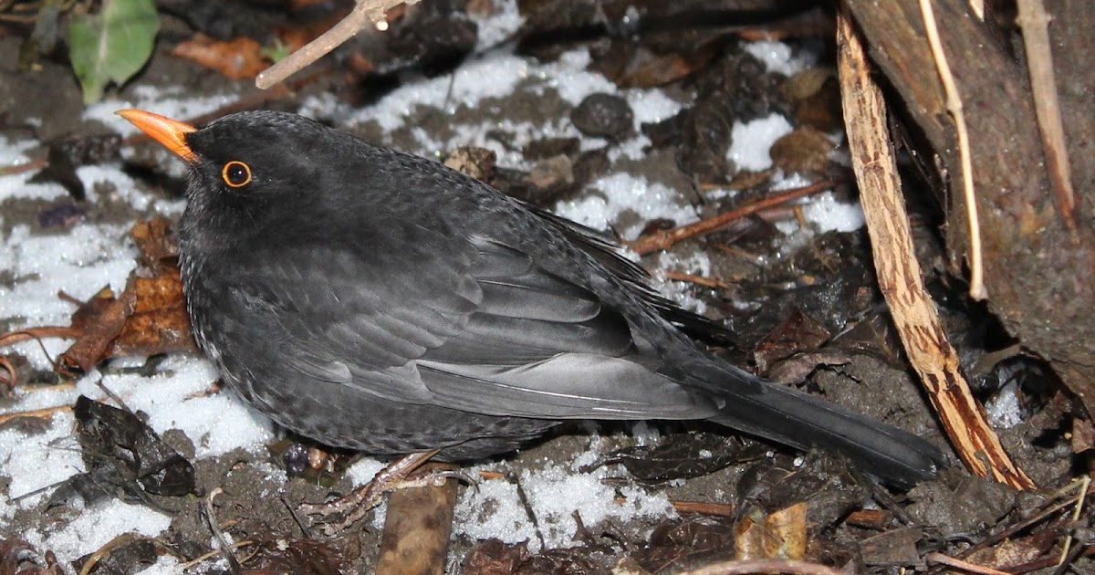 Ştiinţă pentru toţi: MIERLĂ - Turdus merula