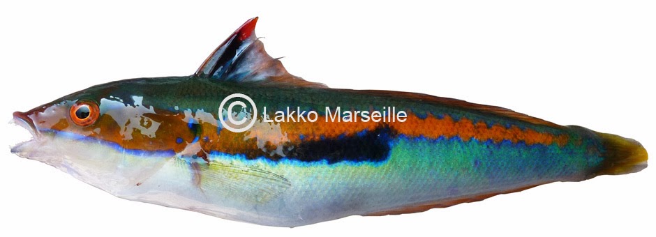 (جولس) CORIS - تجريبي