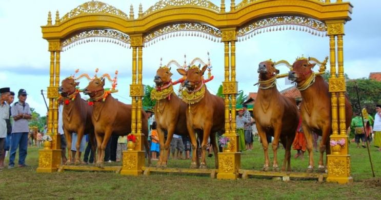 Sape Sono' Kebudayaan Khas Madura ~ Dian Akbarani Sahira