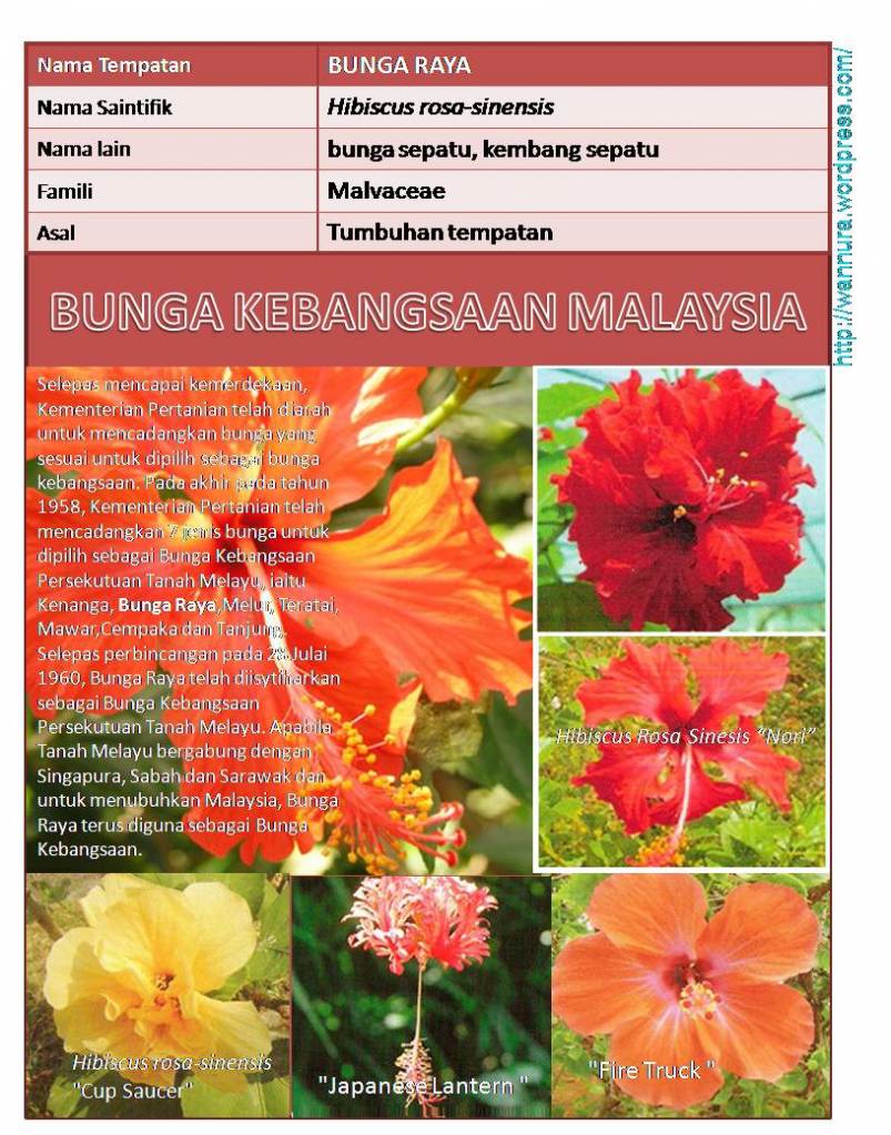 darussyifakualakangsar2: daun bunga raya sesuai untuk orang kena deman ...