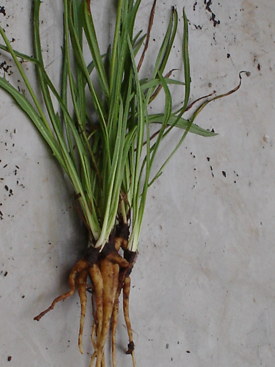 Bushfoods & Survivial Plants: Murnong - Microseris lanceolata