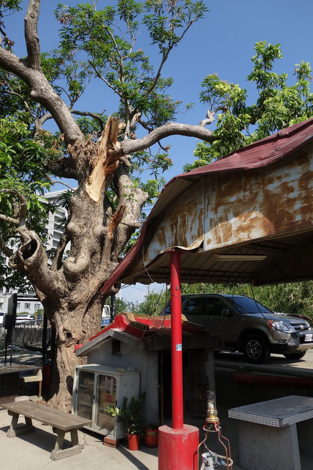 The View from Taiwan: Some Features of Big Tree Worship in Taiwan