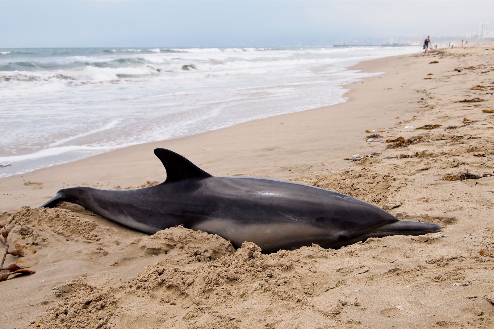 County Recurrent Dolphin Rescue By Ols Harry Varnas