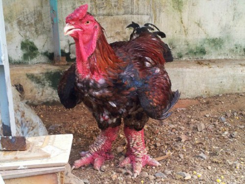 Ayam Kaki Raksasa Jadi Hidangan Eksklusif di Vietnam | LIAT AJA