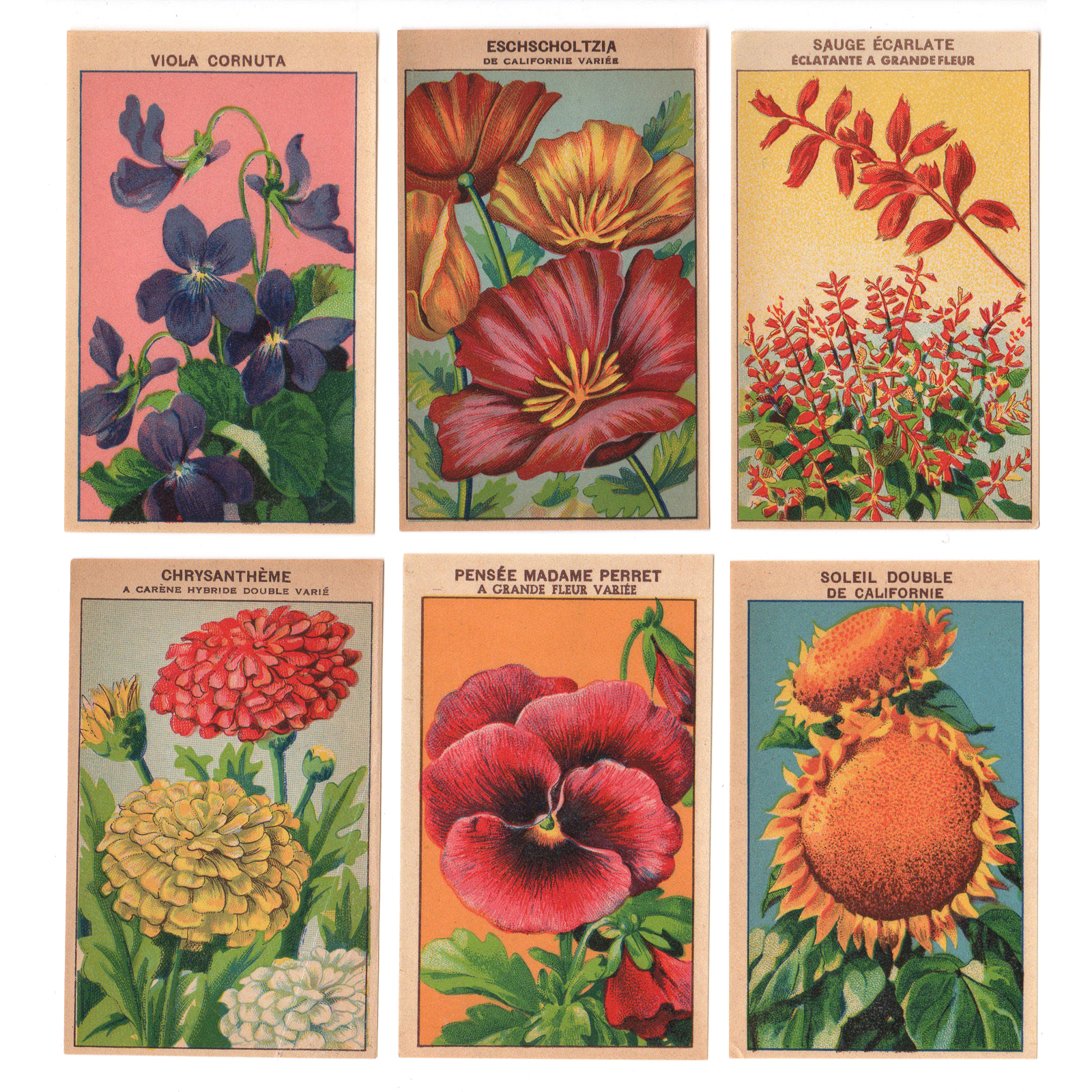 CULTUREVORE - Specialising in design, arts and culture: Seed Packets