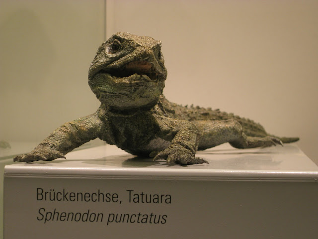 Punk Biology Student Blog: Tuatara (Sphenodon punctatus)