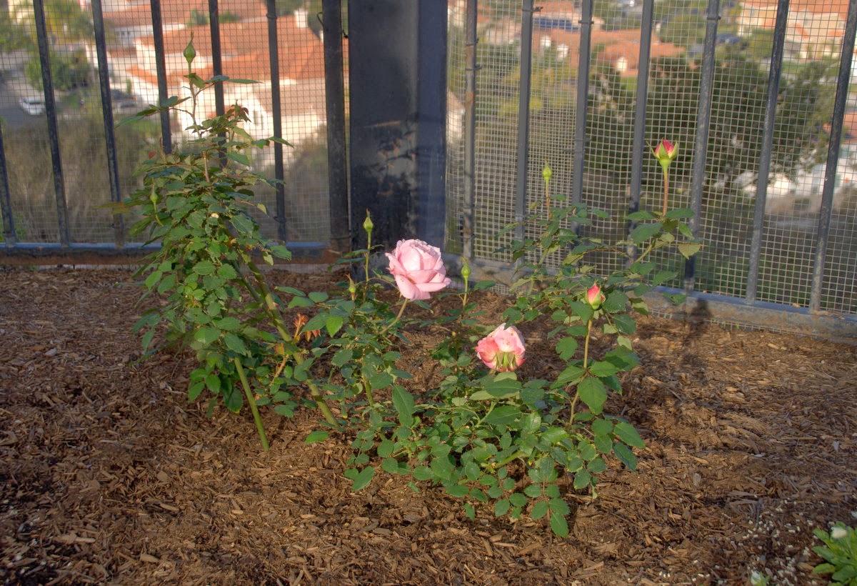 Organic Garden Dreams: February Roses