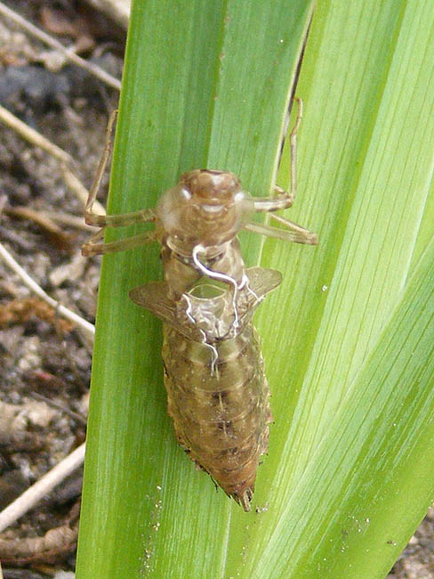 Loire Valley Nature: Broad Bodied Chaser - Libellula depressa
