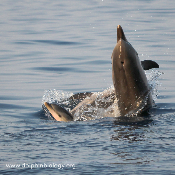 Dolphin Biology and Conservation: In between