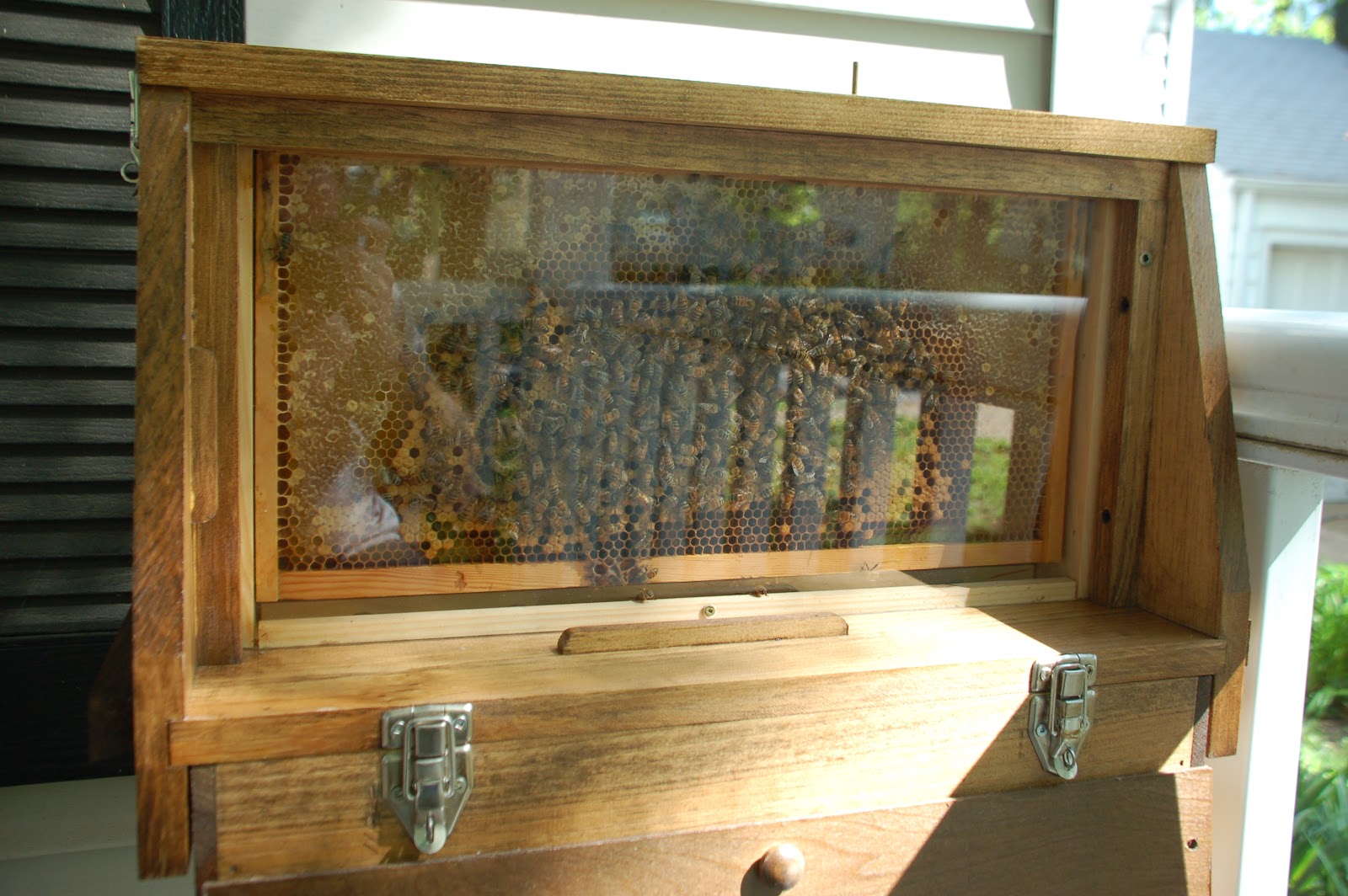 Honey Honey... Don't Stop: Observation Beehive - Now set up!