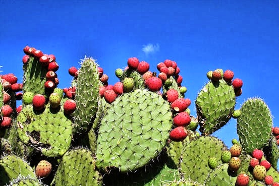 México a través de la mirada de una cubana: Nopales Mexicanos
