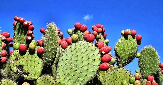 México a través de la mirada de una cubana: Nopales Mexicanos