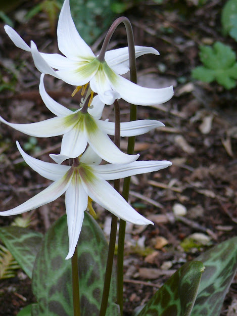 Alpine Garden Society Victorian Group: Perfect Woodland Plants ...