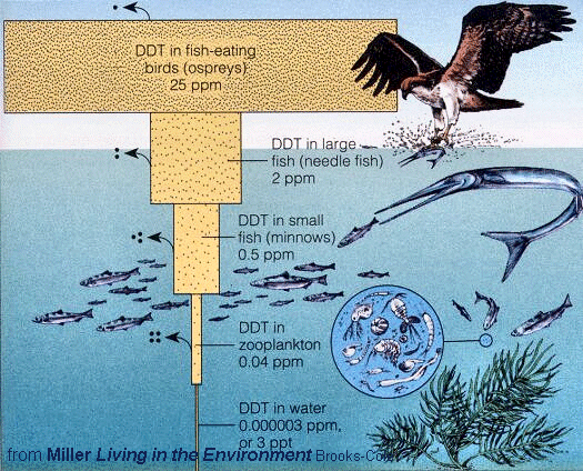 MBHS biochem 9th grade: Biomagnification