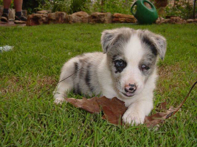 All Dogs Breed: Australian Koolie or German Coolie (Австралийский ...