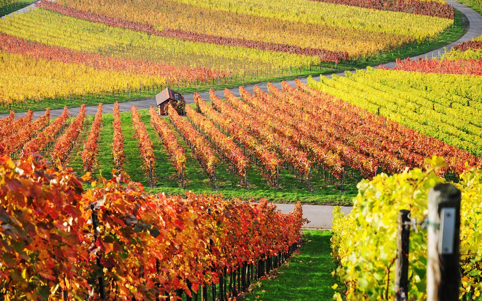 Autumn Lights Picture: Autumn In The Vineyard