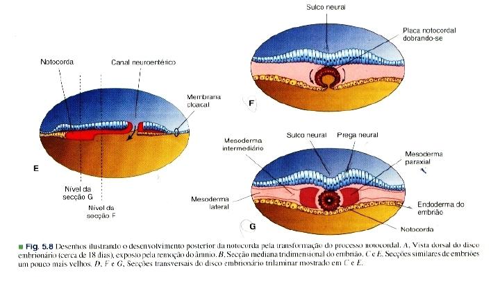 DIARIO MEDICO : CAPITULO 5: TERCERA SEMANA DEL DESARROLLO: El disco ...