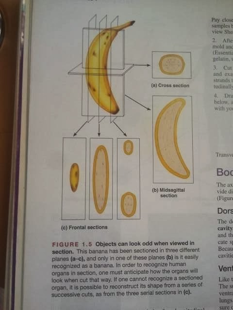 Dr. Wheat's Biology Blog: Section Terms