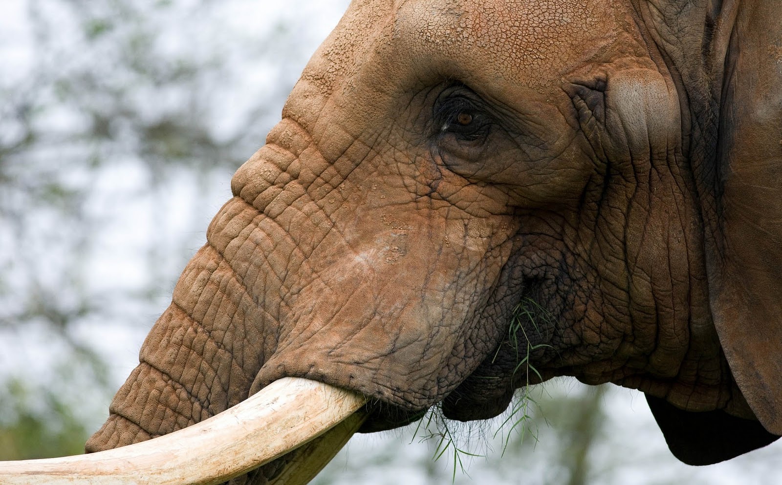 Olifanten Achtergronden