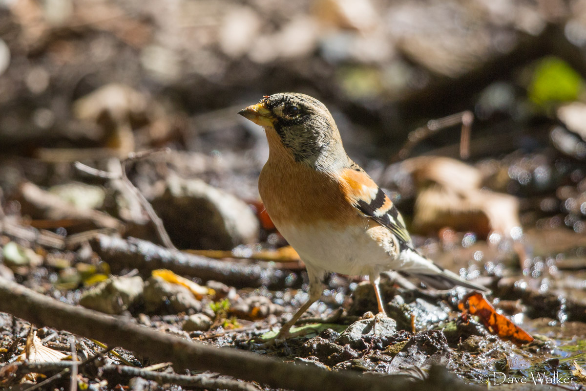 Cyprus Birds and Nature: Troodos Mountains