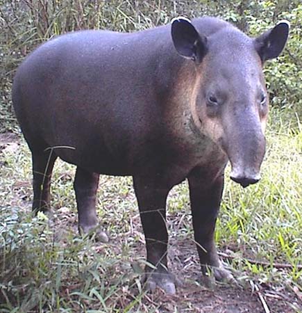 Tapirs Animals Facts And Images | All Wildlife Photographs