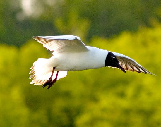 Most Beautiful Flying Birds HD Images - Most Beautifull World