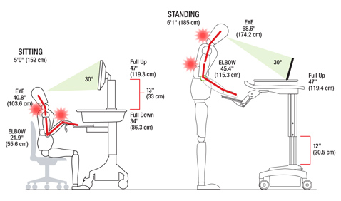 Human Anatomy & Ergonomics