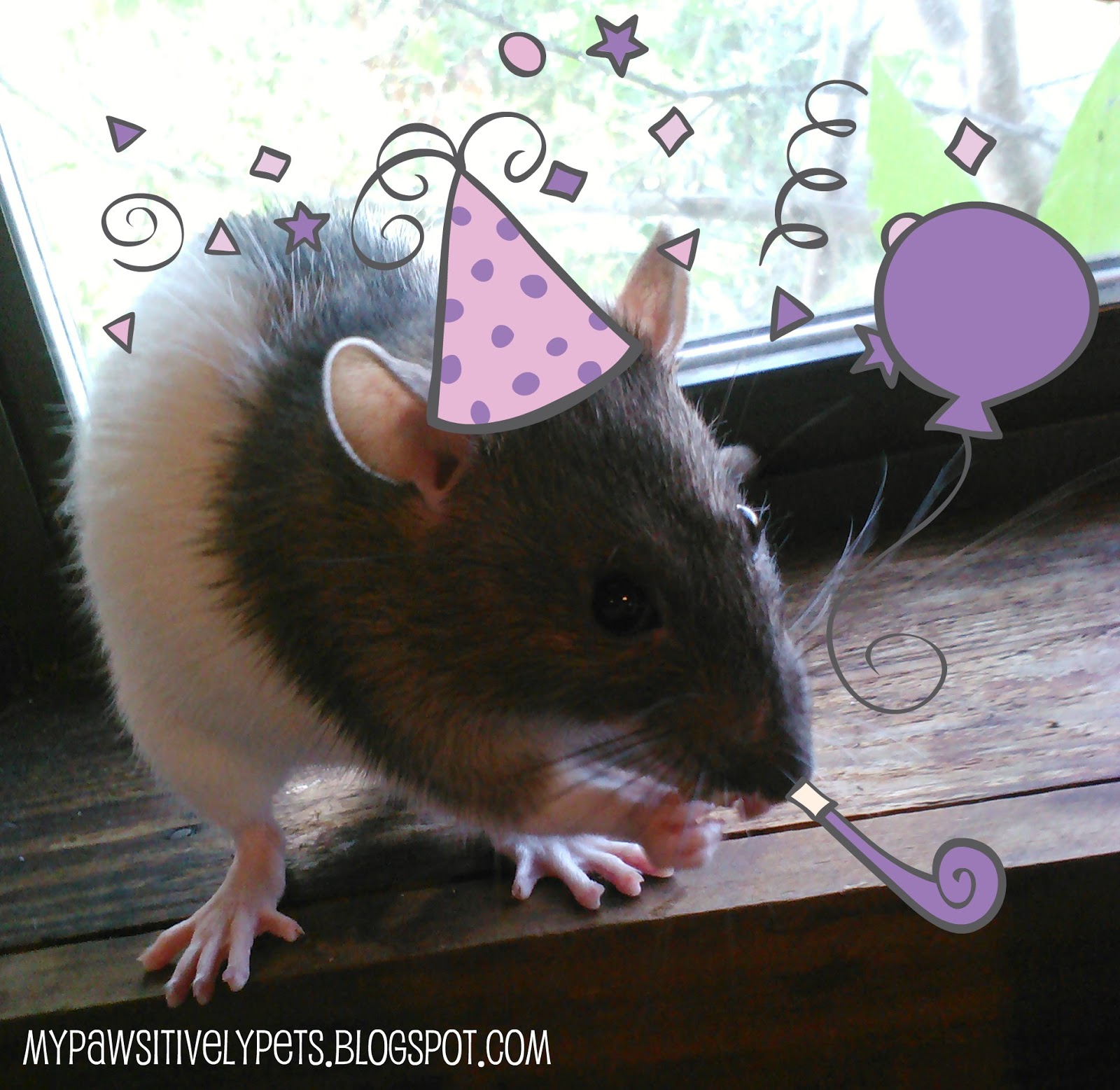 Happy First Birthday from Nibblet! | Pawsitively Pets