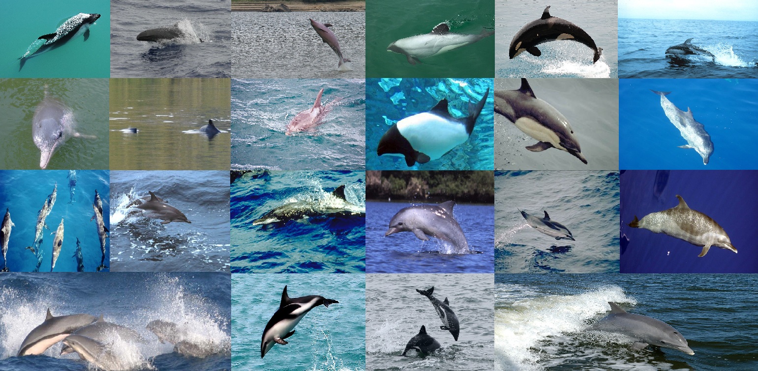 Save Delfines: Clases de Delfines Familia Delphinidae