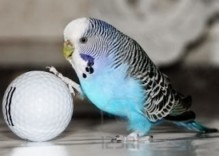 Pericos australianos, Las Características Más Interesantes De Esta Ave ...